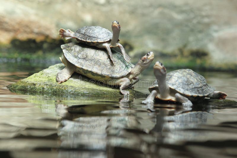 Brown roofed turtle stock image. Image of water, asian - 118549251