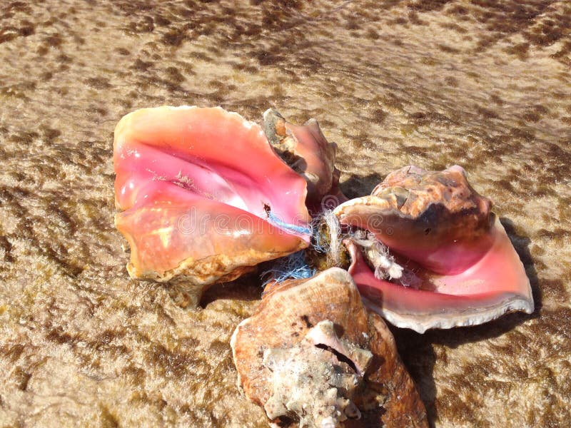 Trio of Conch Shells stock image. Image of field, conch - 100150999