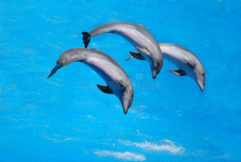 Trio di delfini immagine stock. Immagine di mammifero - 10487257