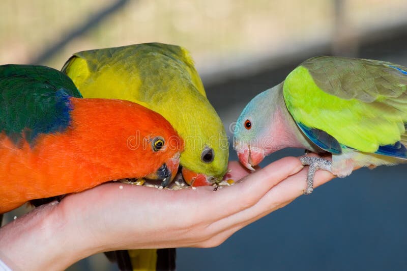 Trio of Feeding Parrots stock image. Image of yellow, australian - 1468611