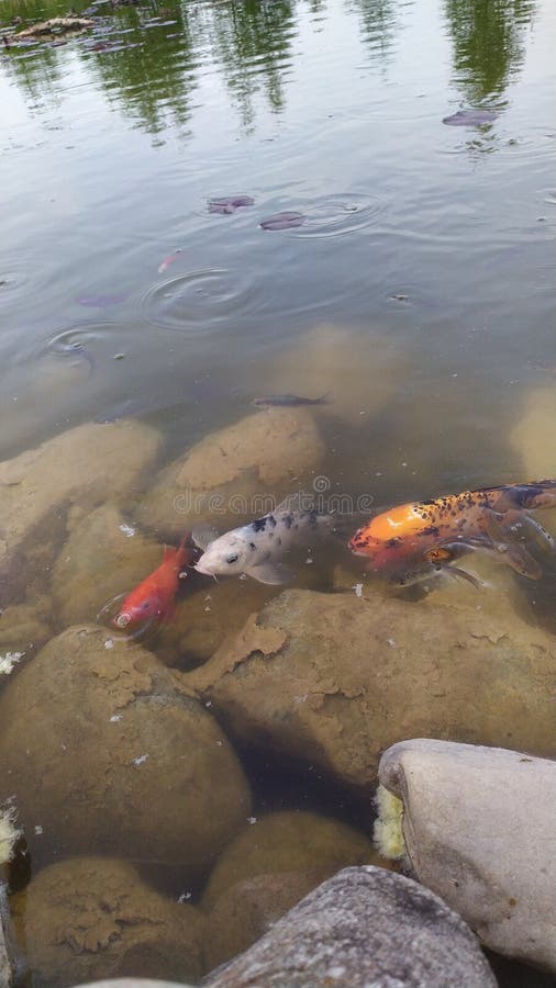 Trio fish aquarium stock image. Image of animal, fish - 183752529