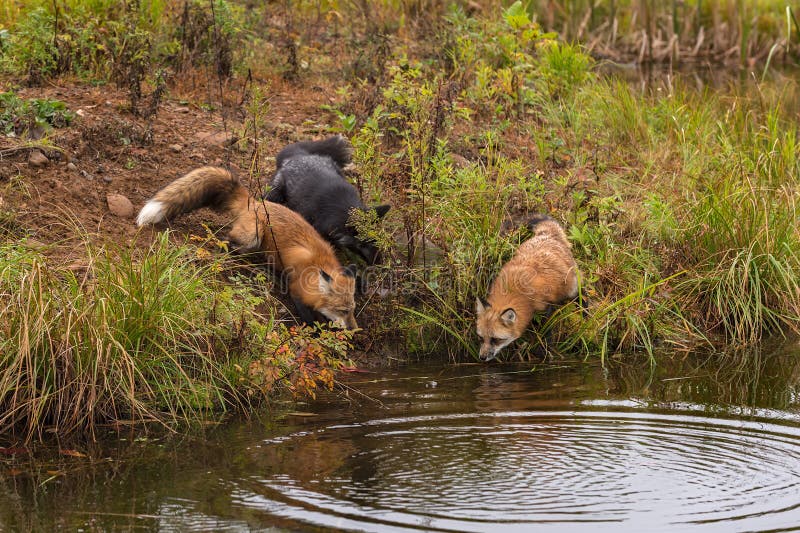 Trio of Fox (Vulpes Vulpes) Look into Water Stock Photo - Image of ...