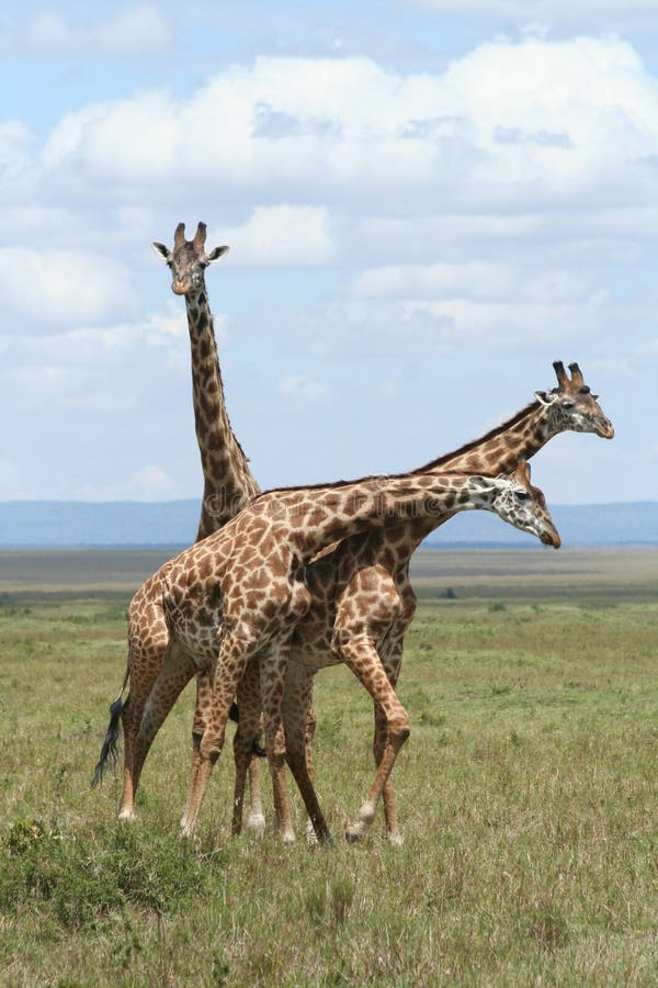 Woman carrying the world stock image. Image of anticipation - 5623285