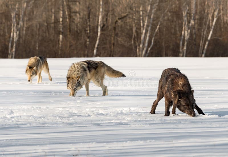 Trio of Grey Wolves (Canis Lupus) Sniffs in Field Winter Stock Image ...