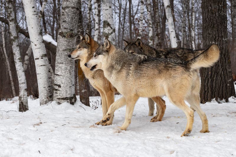 Trio of Grey Wolves (Canis Lupus) Stand at Edge of Forest Winter Stock ...