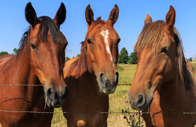 Trio of Horses stock photo. Image of stud, agriculture - 33259162