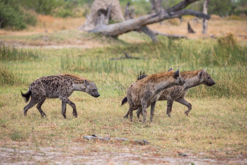 Pack of hyenas stock image. Image of nature, mane, huddle - 7389097