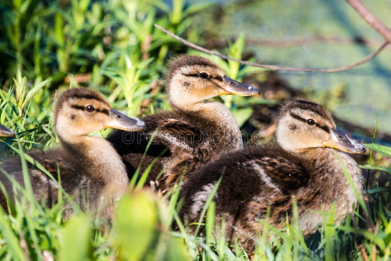 A Trio of Mallard Ducklings in a Patch of Grass Stock Image - Image of ...