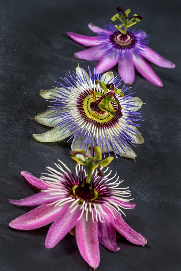 Trio of Passionflower Seen from Above. Stock Photo - Image of medical ...