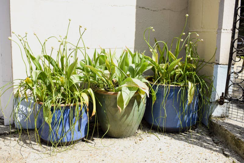 Trio of Plant Pots in Courtyard Stock Photo - Image of blue, flowers ...