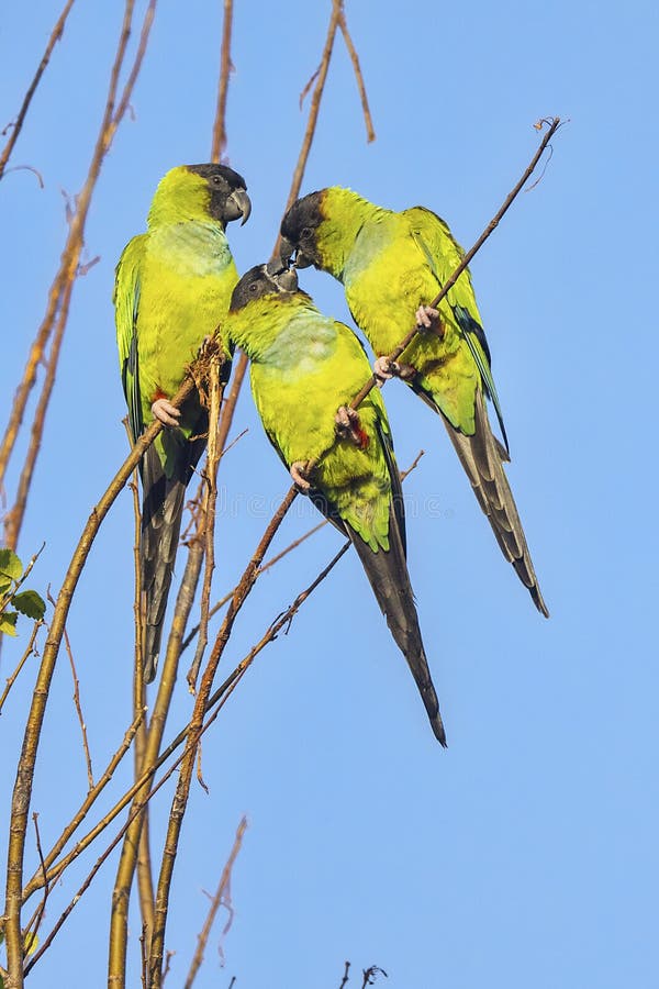 Playful Nanday Conures Up in a Tree Stock Image - Image of bird, nature ...