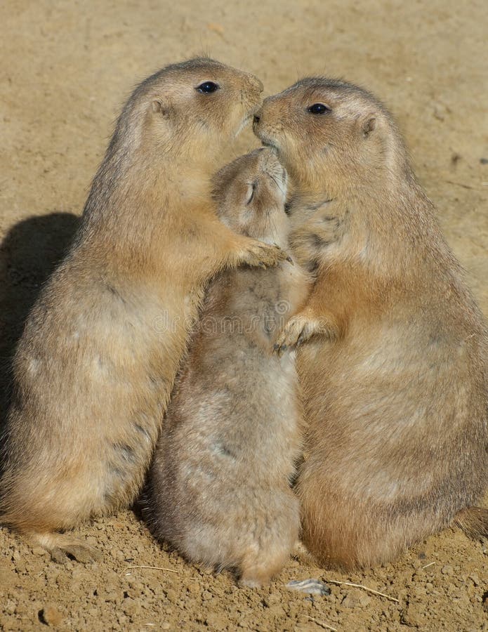 Trio of Prairie Dogs - Group Hug Stock Photo - Image of rodents, ground ...