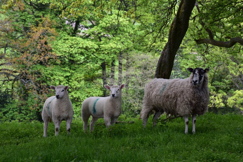 Trio of Sheep in a Wooded Grove Stock Photo - Image of herd, trio ...