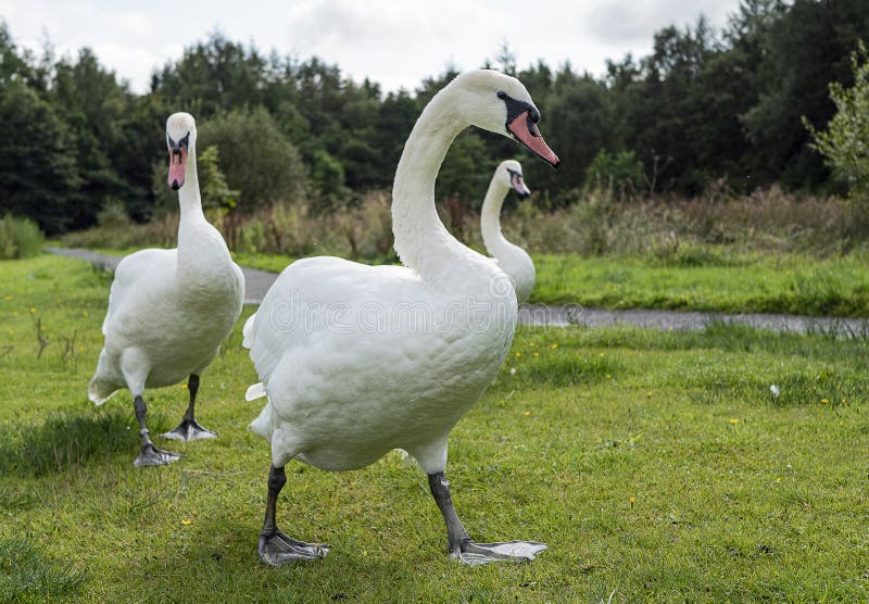 A trio of swans marching stock photo. Image of trio - 157867084