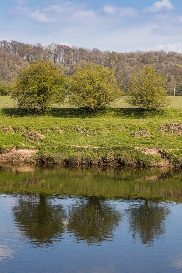 Trio of Trees Next To the River Ribble Stock Photo - Image of ...