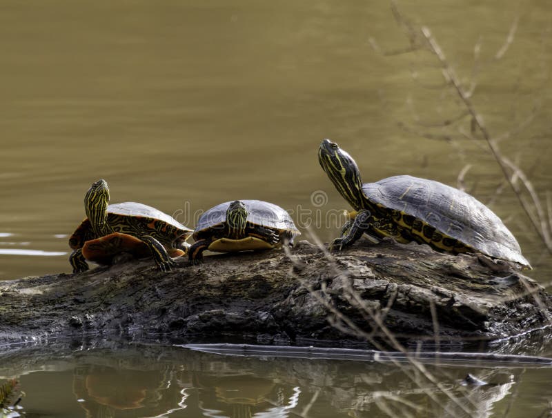 A trio of Turtles on a log stock photo. Image of river - 272421378