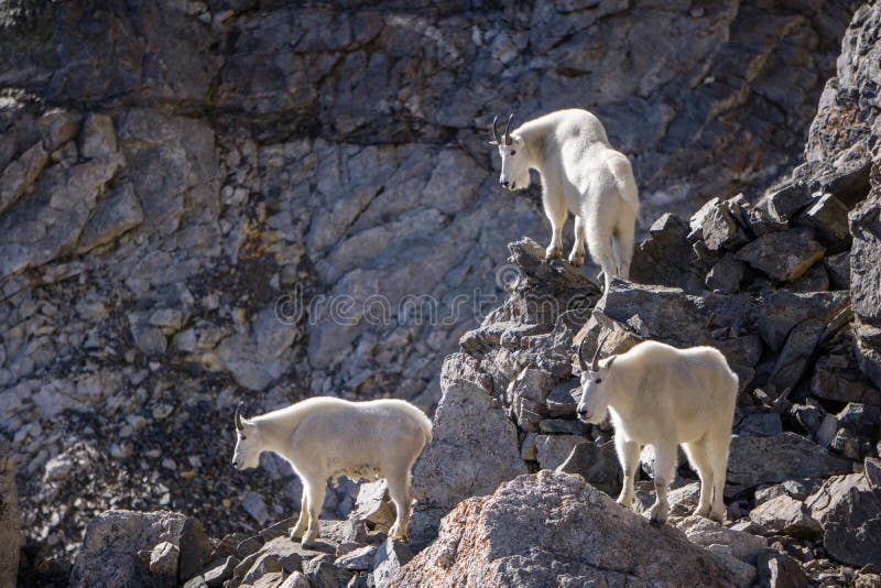 Berggeiten stock afbeelding. Image of lente, wildbloemen - 121171369