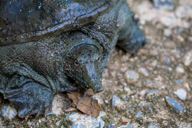 Trionyx Cortilageneus on Cement Stock Image - Image of shell, cement ...