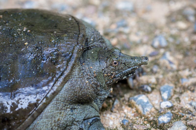 Trionyx Cortilageneus on Cement Stock Photo - Image of river, tortoise ...