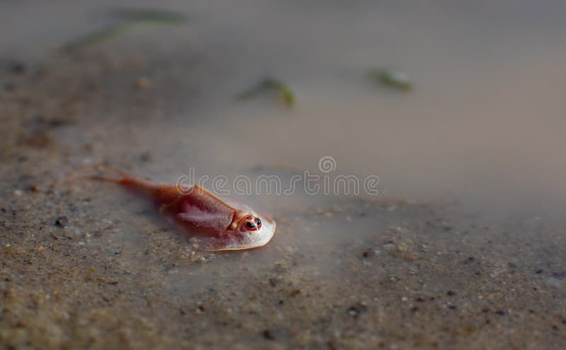 Triops stock photo. Image of nature, water, shallow - 271545360