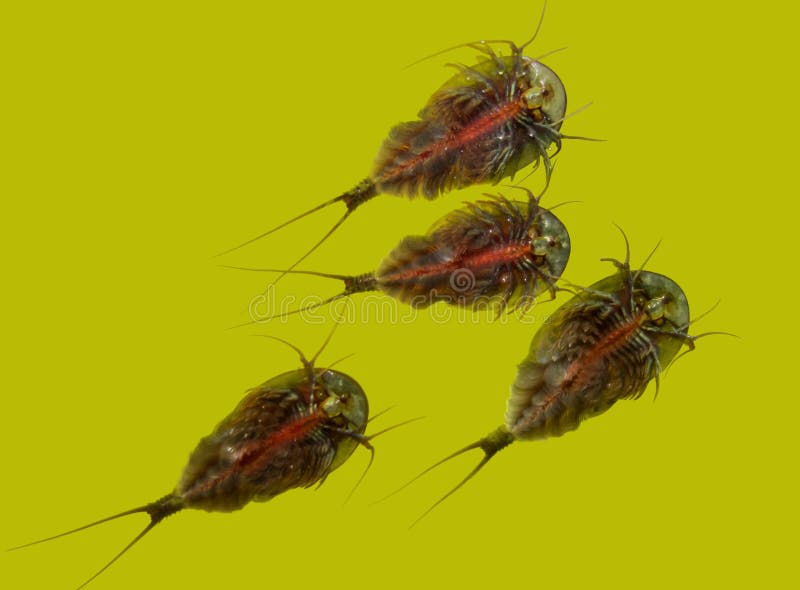 Triops stock photo. Image of cancriformis, triopsidae - 205531492