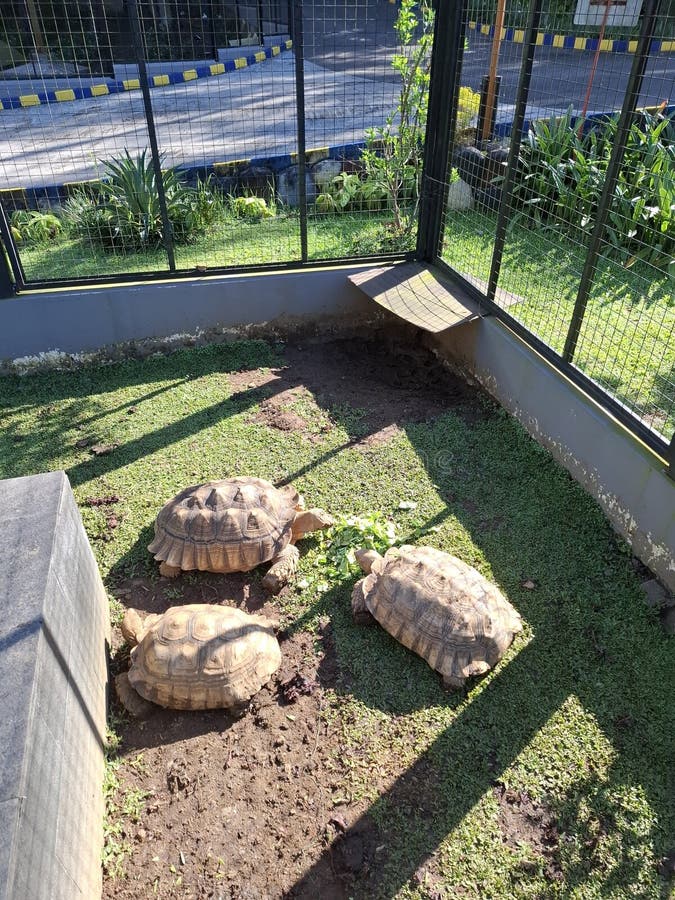 Trios Sulcata Tortoise Animal Feed Stock Photo - Image of animal ...