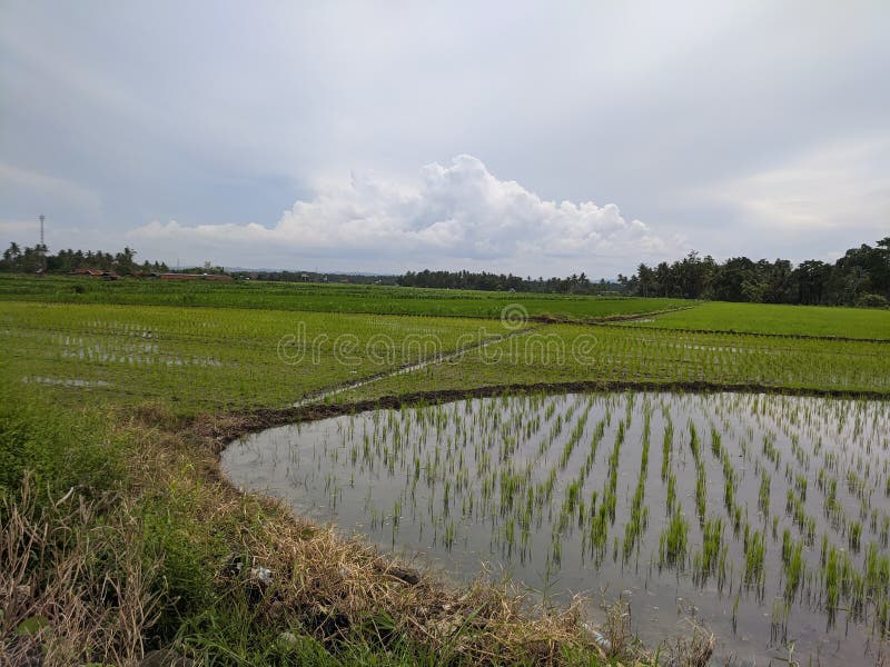 A Trip Around the Rice Fields in Soppeng, South Sulawesi 2 Stock Image ...