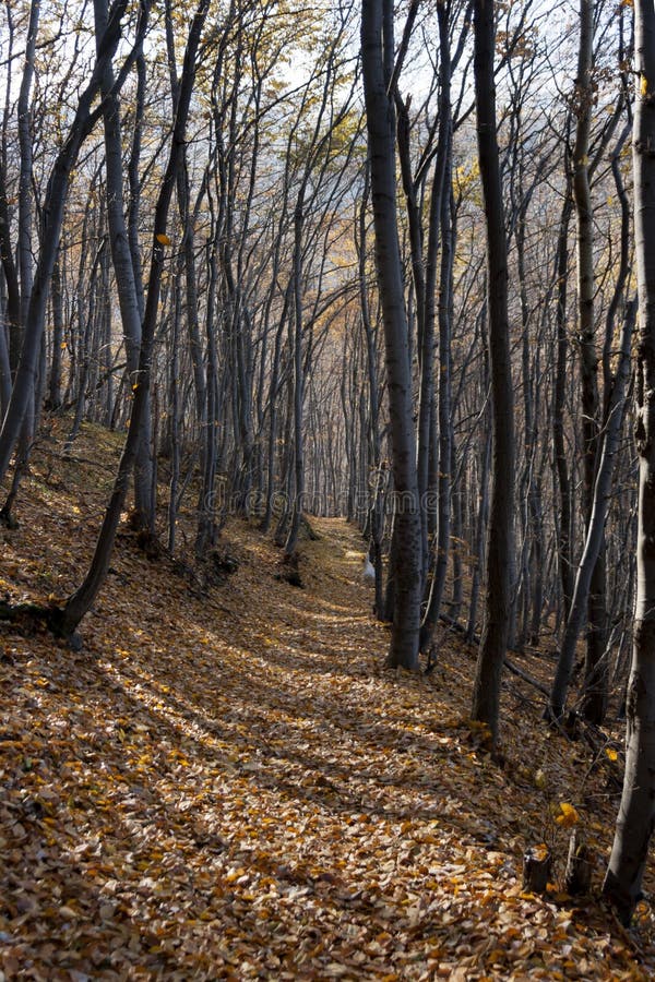 Mountain Forest Path Trail Park Stock Photo - Image of trail, park ...