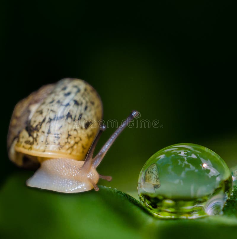 The trip snail stock image. Image of reflexion, escargot - 67517387
