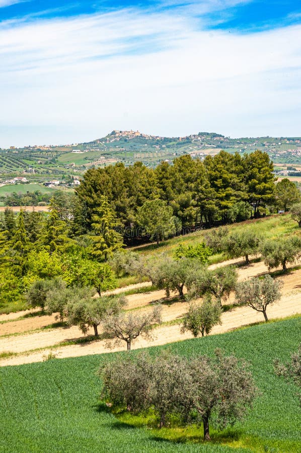 Emidio Pepe Winery, Vineyard, on Dirt Covered Hiillside Stock Photo ...