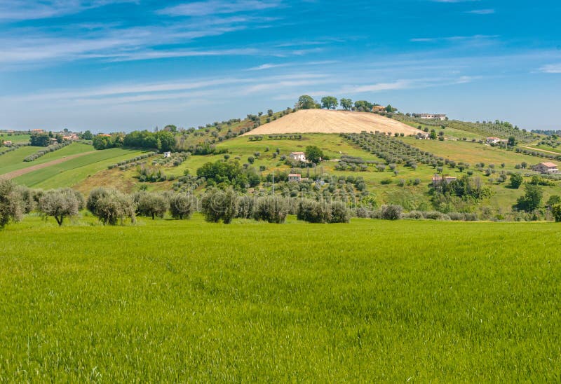 Agricultural Landscape, of Olive Trees, Wheat Fields and Wine Grape ...