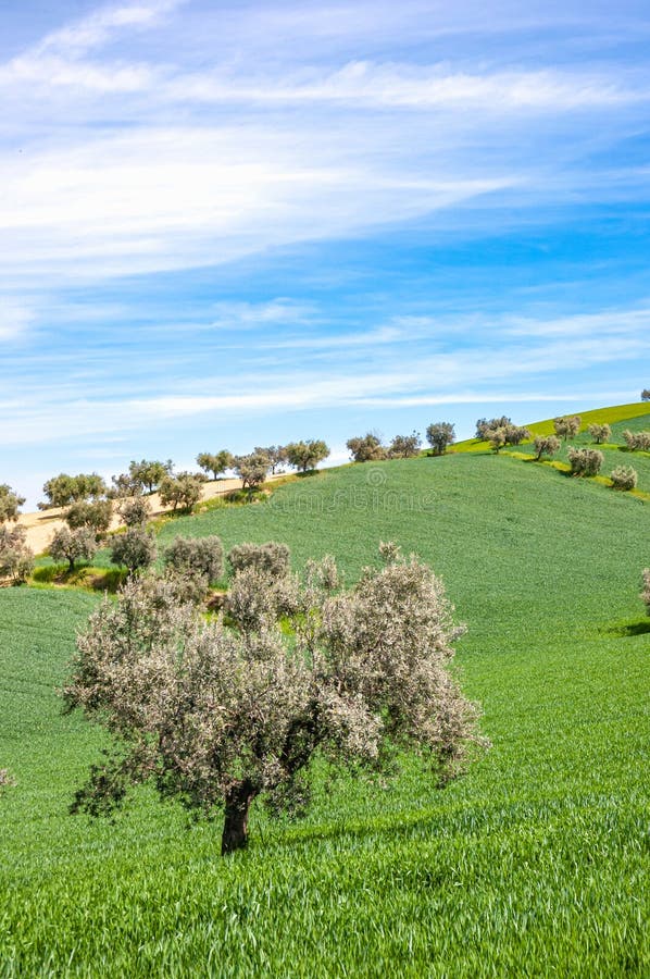 Single Olive Tree in Forground of a Grassy Hill Side and in Background ...
