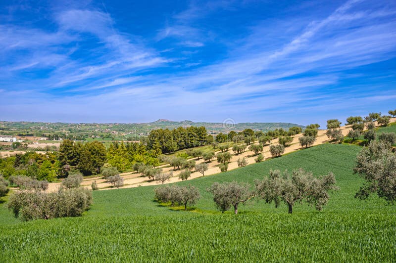 Grove of Mature Olive Trees, on Slopping Hill, Italy Stock Image ...