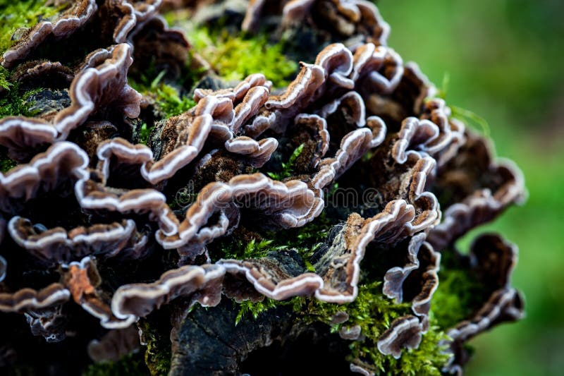 Tripe fungi on apple tree stock photo. Image of fungi - 65620320
