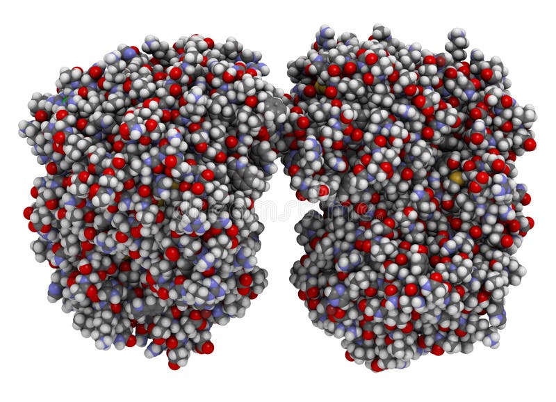 Tripeptidyl Peptidase I Enzyme Mutations In Corresponding Tpp1 Gene