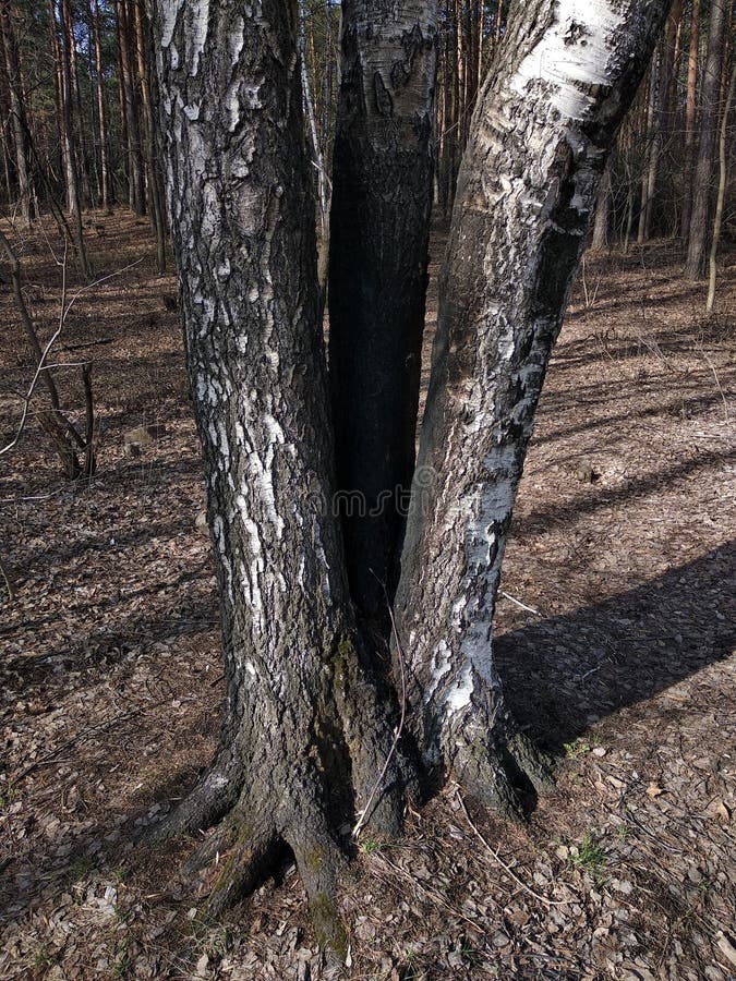 Triple Oak Tree in Spring stock photo. Image of backyard - 54614646