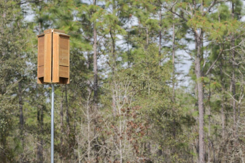 Triple Cell Bat Box on Free Standing Pole with Pine Trees in Background ...