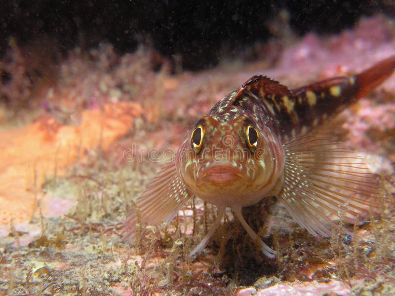 Triple fin stock image. Image of fish, life, marine, underwater - 16618723