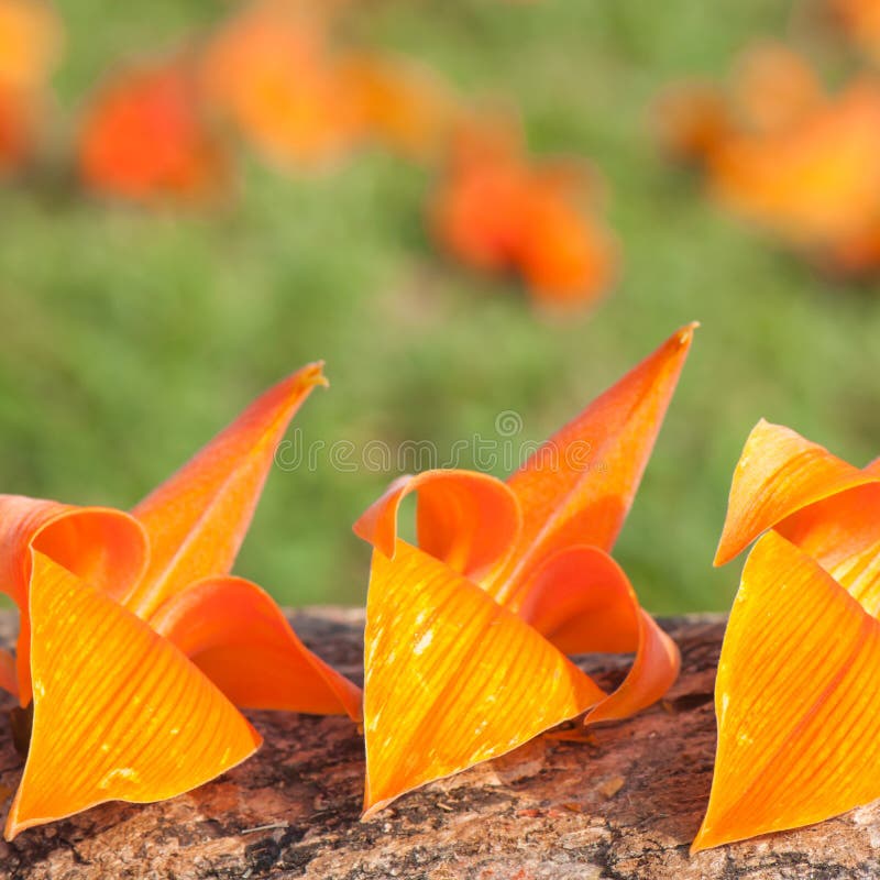 Triple flowers stock image. Image of group, climate, nature - 77766941