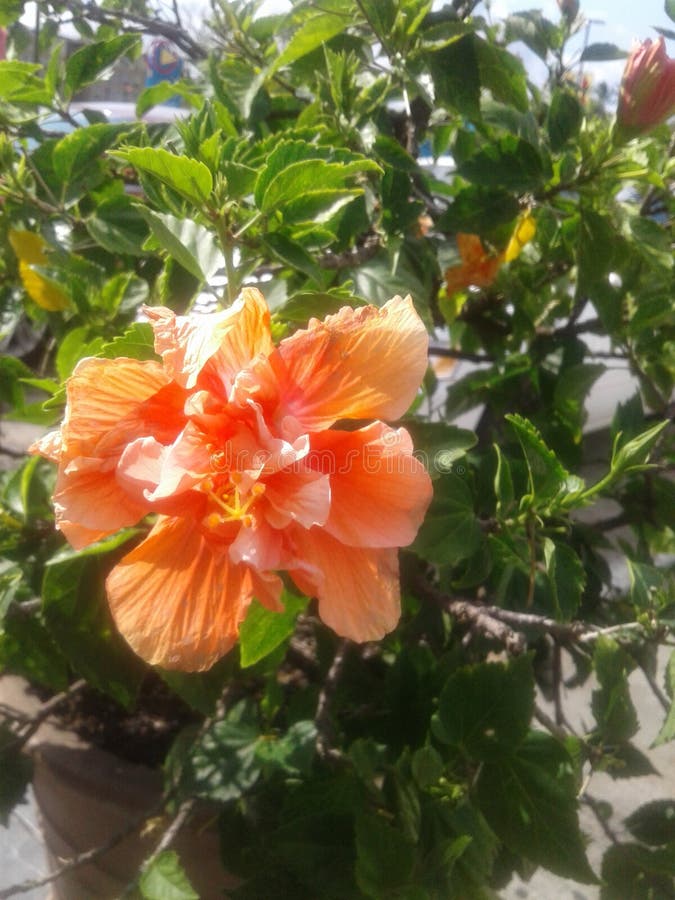 Triple Layered Hibiscus Tropical Flowers Stock Image - Image of triple ...
