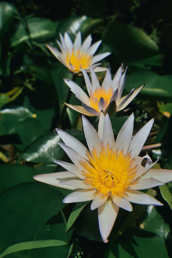 Triple Lotus Flowers Lined Up on a Large Leaf. Stock Photo - Image of ...