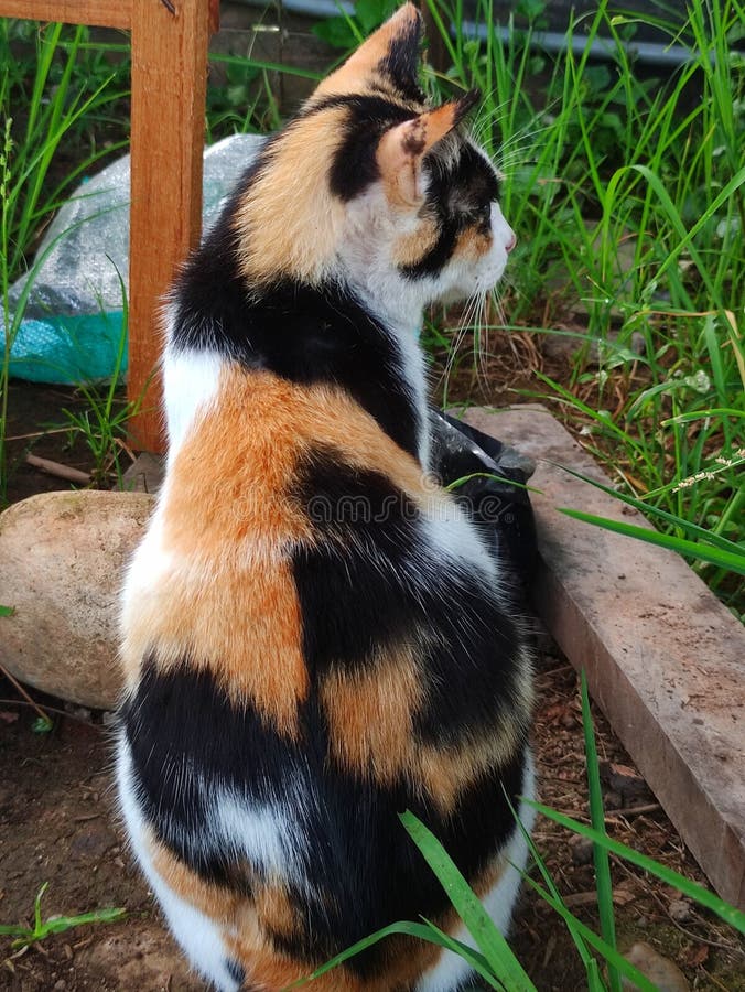 Triple Striped Cat Stock Photos - Free & Royalty-Free Stock Photos from ...