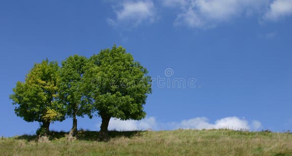 Triple trees stock image. Image of grass, netherlands - 2237029
