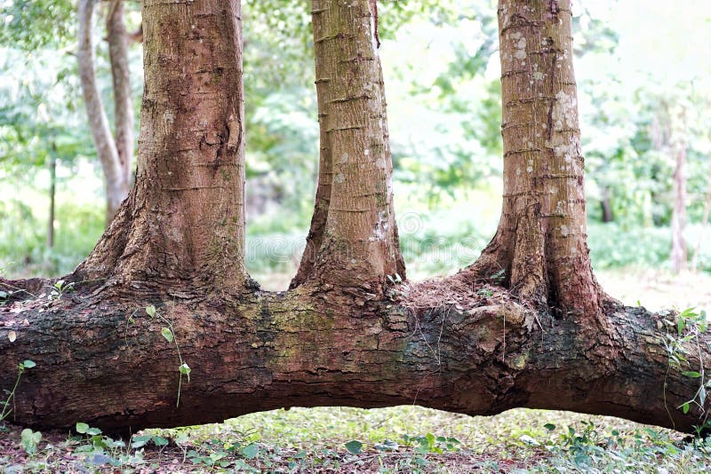 Triple Trees Grow on the Old Log Stock Image - Image of trees, grow ...