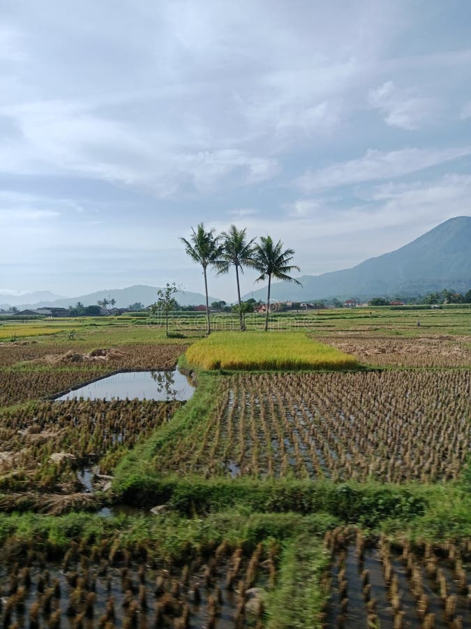Triple trees in the land stock photo. Image of trees - 377473780