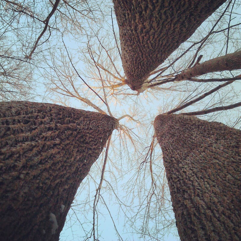 Triple Trunks of Tree in the Park Stock Photo - Image of winter, season ...