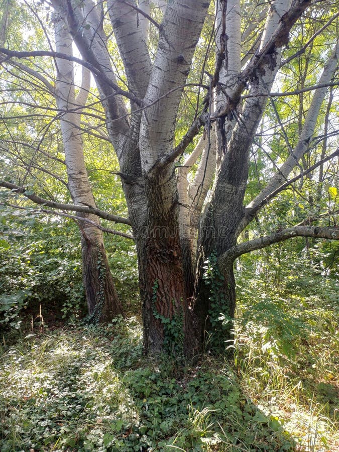 120 Triple Tree Trunk Stock Photos - Free & Royalty-Free Stock Photos ...