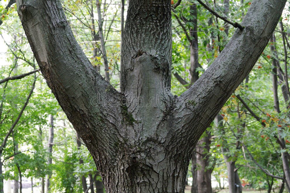 Triple Trunks of Tree in the Park Stock Photo - Image of winter, season ...