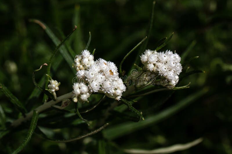 Triple-veined Pearly Everlasting, Anaphalis Triplinervis Stock Image ...