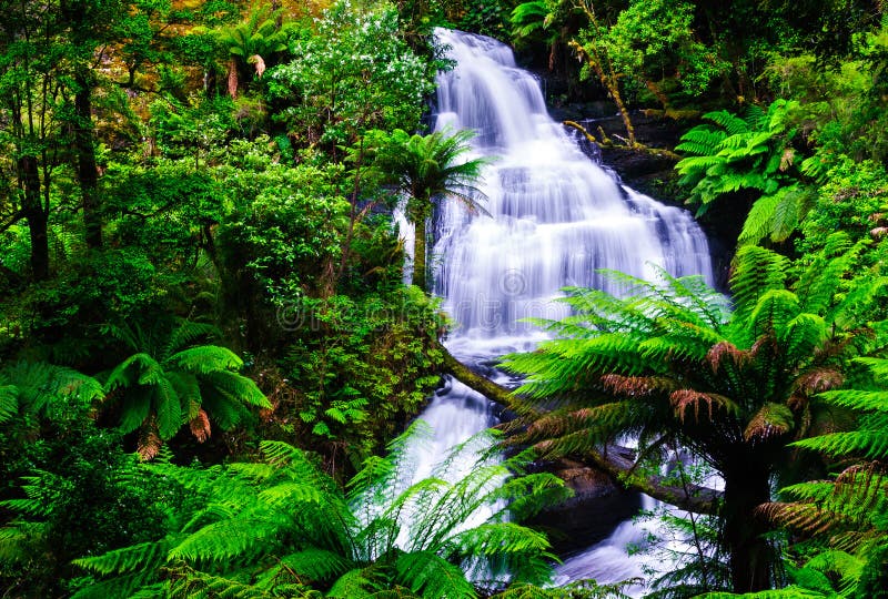 Triplet Falls Otway Australia Stock Photo - Image of fern, forest: 39519372